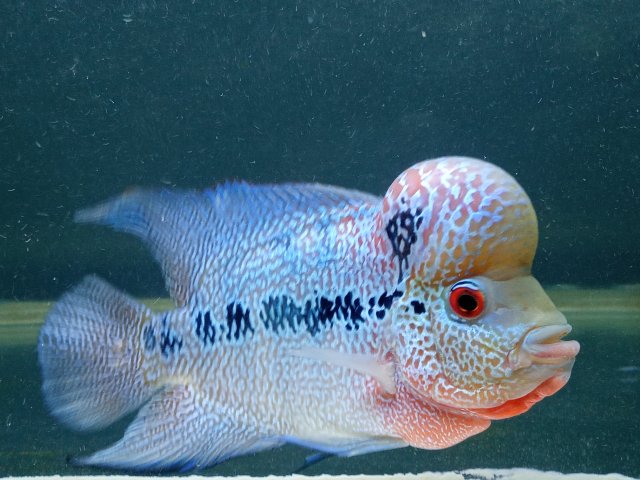 new magma flowerhorn | MonsterFishKeepers.com