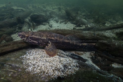 5 largest Sleeper Goby species | MonsterFishKeepers.com