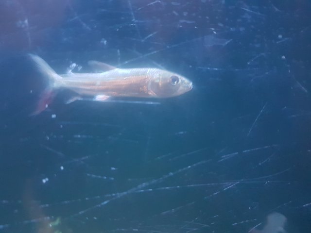 identifying baby tigerfish | MonsterFishKeepers.com