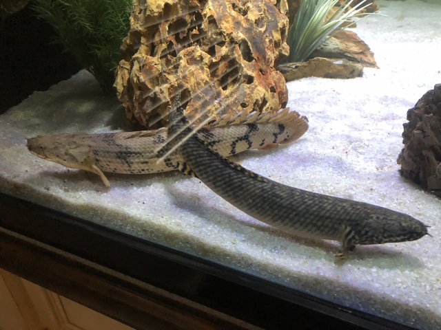For Sale - Bichir Endli | MonsterFishKeepers.com