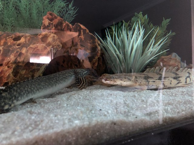 For Sale - Bichir Endli | MonsterFishKeepers.com