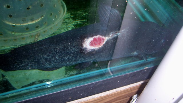 A pair of spotted or snail bullheads - Ameiurus brunneus ...