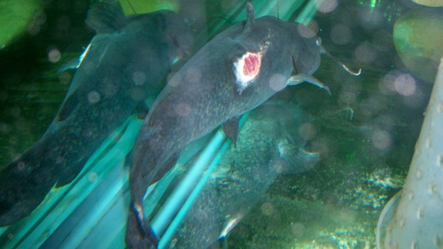 A pair of spotted or snail bullheads - Ameiurus brunneus ...