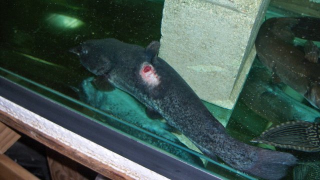 A pair of spotted or snail bullheads - Ameiurus brunneus ...
