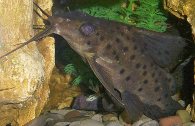 A pair of spotted or snail bullheads - Ameiurus brunneus ...