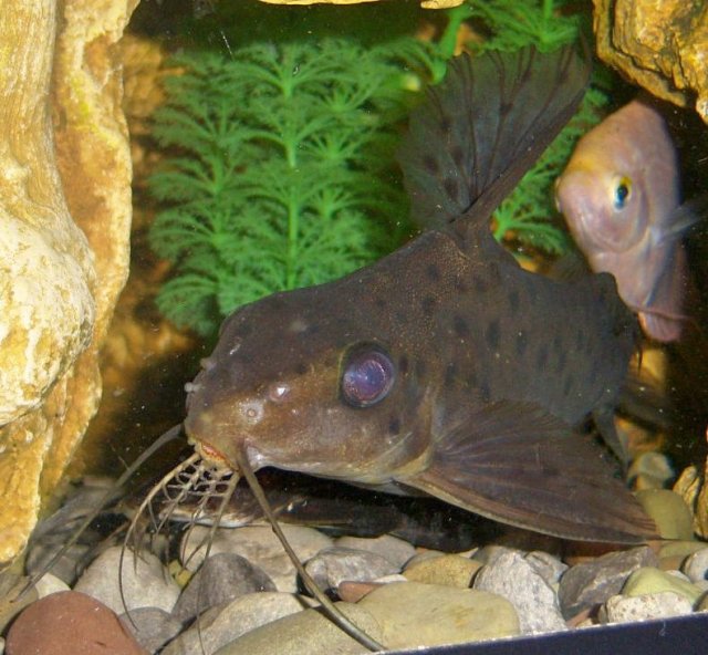 A pair of spotted or snail bullheads - Ameiurus brunneus ...
