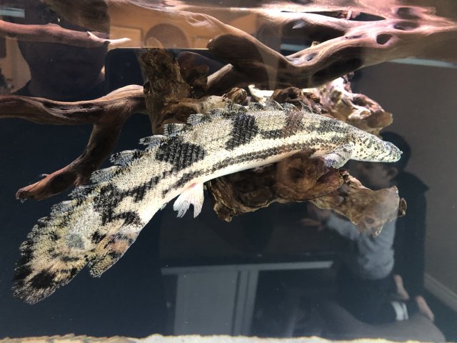 For Sale - Bichir Endli | MonsterFishKeepers.com