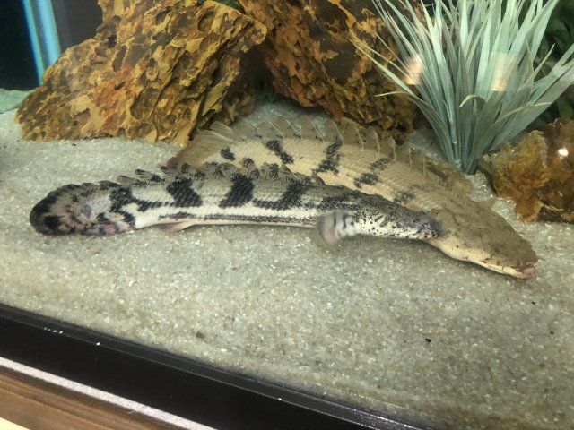 For Sale - Bichir Endli | MonsterFishKeepers.com