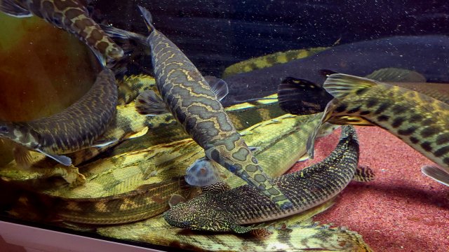 CB True spotted gar and CB Cuban gar | MonsterFishKeepers.com