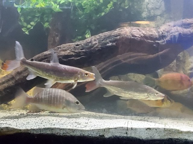 Different gatf shapes | MonsterFishKeepers.com