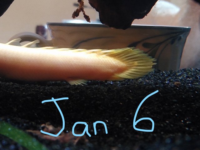 Albino Dragon Fin Fish