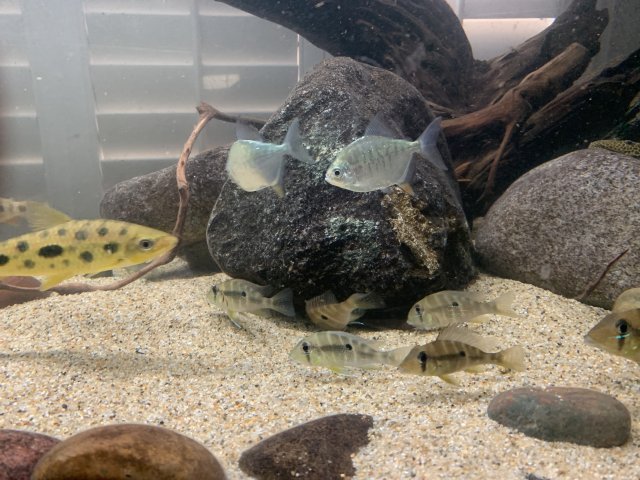 Myleus Setiger | MonsterFishKeepers.com