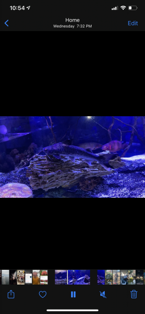 For Sale - Lince catfish | MonsterFishKeepers.com