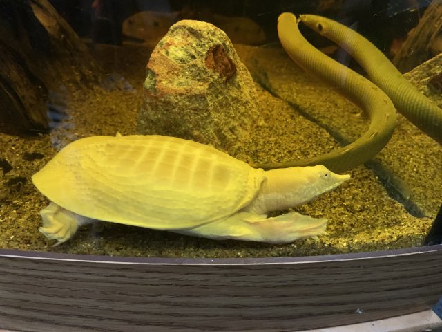 Albino Softshell Turtle
