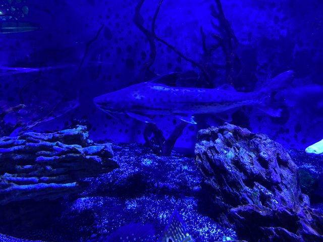 For Sale - Lince catfish | MonsterFishKeepers.com