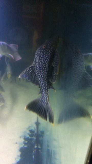 Spotted Royal Pleco