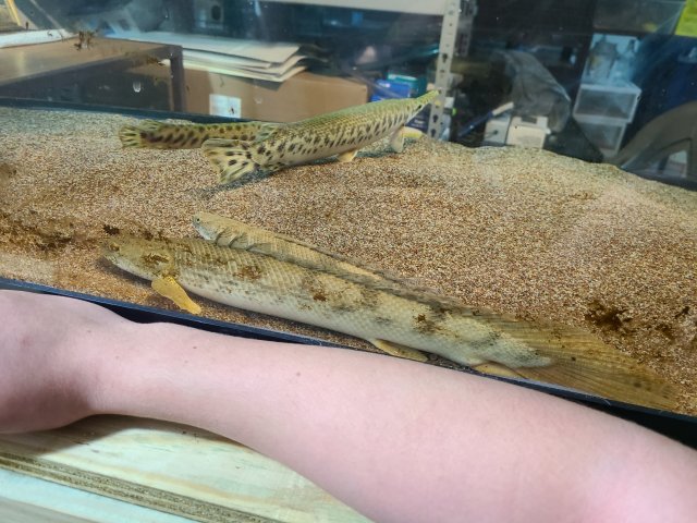 Polypterus congicus Growth Rate (The Giant Bichir)/Any Other Polypterus ...