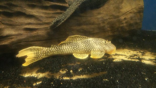For Sale - Plecos for sale L14, L114, L330, L91, L47, L48, Hypostomus ...
