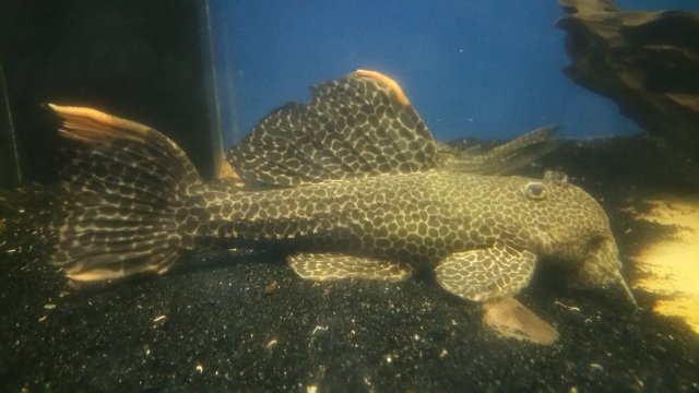 For Sale - Plecos for sale L14, L114, L330, L91, L47, L48, Hypostomus ...