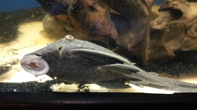 For Sale - Plecos for sale L14, L114, L330, L91, L47, L48, Hypostomus ...