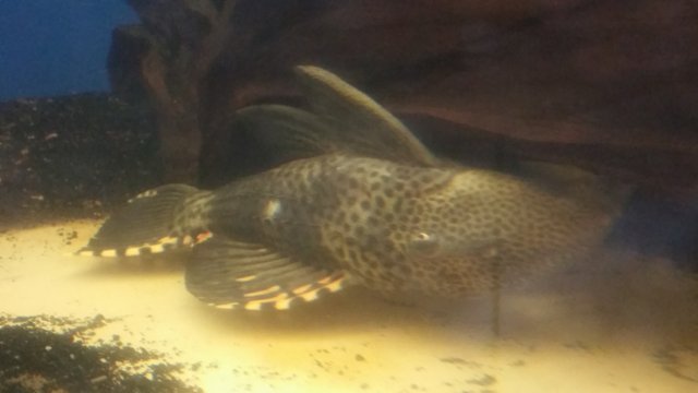 For Sale - Plecos for sale L14, L114, L330, L91, L47, L48, Hypostomus ...