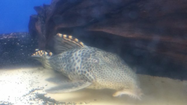 For Sale - Plecos for sale L14, L114, L330, L91, L47, L48, Hypostomus ...