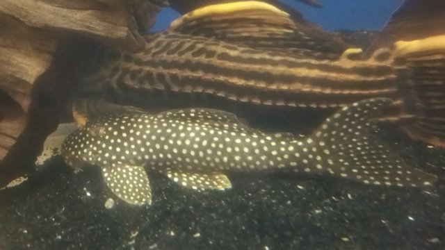 For Sale - Plecos for sale L14, L114, L330, L91, L47, L48, Hypostomus ...