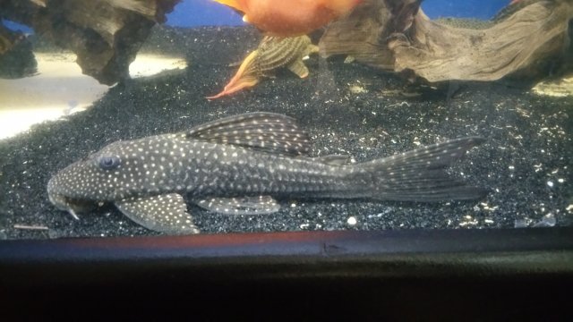 For Sale - Plecos for sale L14, L114, L330, L91, L47, L48, Hypostomus ...