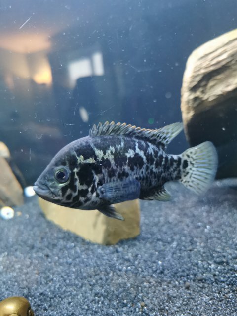 Cuban Cichlid