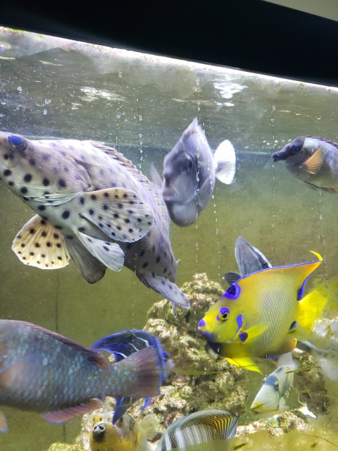 For Sale - 250 gallon aquarium | MonsterFishKeepers.com