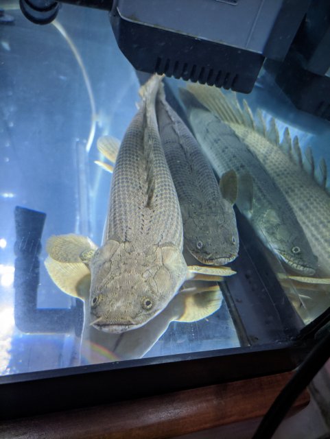 For Sale - Polypterus Congicus Pair | MonsterFishKeepers.com