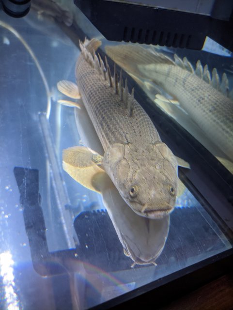For Sale - Polypterus Congicus Pair | MonsterFishKeepers.com