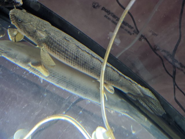 For Sale - Polypterus Congicus Pair | MonsterFishKeepers.com