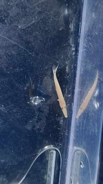 World first albino Tropical gar (Atractosteus tropicus ...