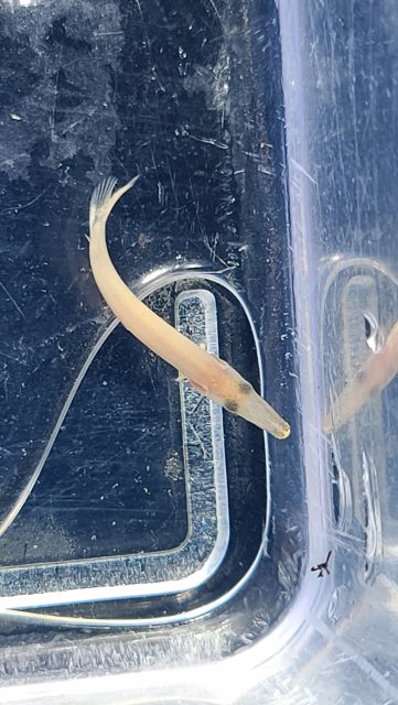 World first albino Tropical gar (Atractosteus tropicus ...