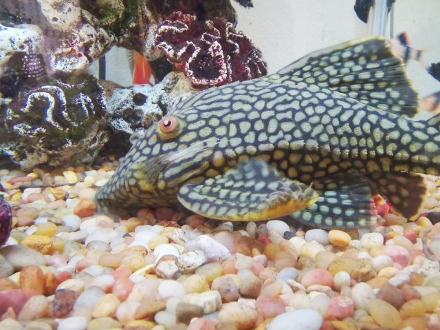Watermelon Pleco