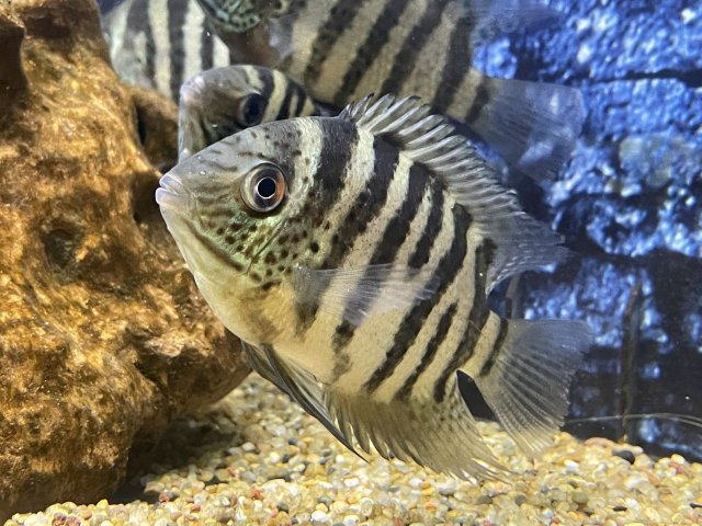 Red tiger severum | MonsterFishKeepers.com