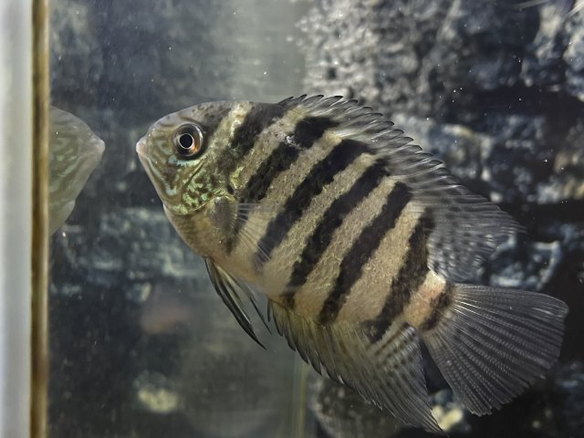 Red tiger severum | MonsterFishKeepers.com