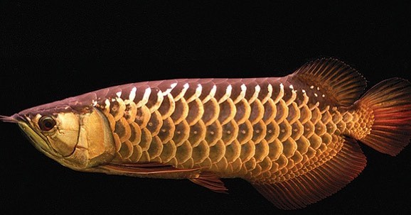 Rtg Arowana Fish