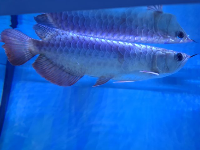High back or super high back? | MonsterFishKeepers.com