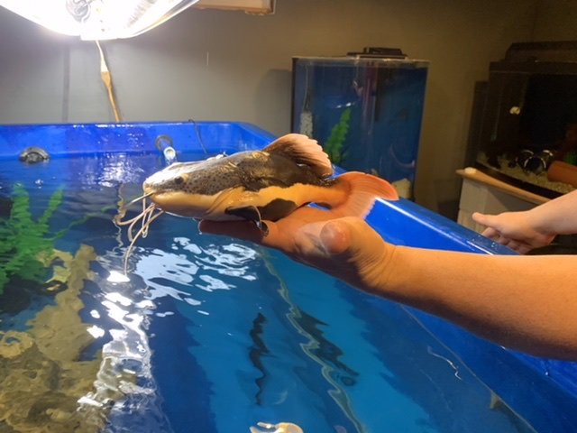 Red Tail Catfish Baby