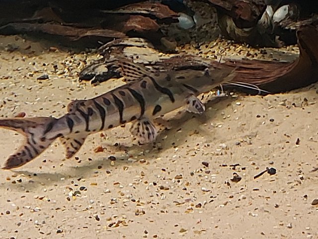 What tsn species | MonsterFishKeepers.com