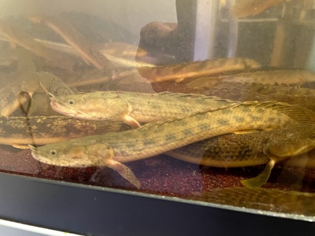 Polypterus Buettikoferi