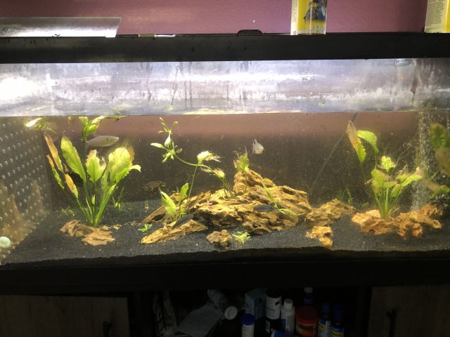Fish eating plants? | MonsterFishKeepers.com