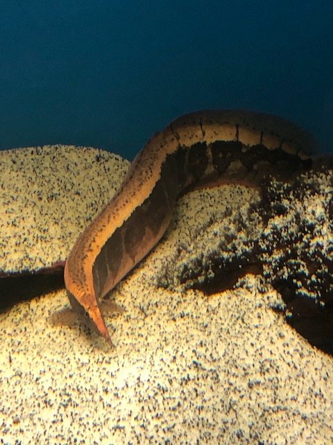 Fire eels with barbs? | MonsterFishKeepers.com