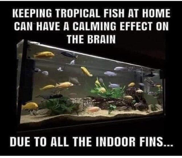 Funny Fish Meme