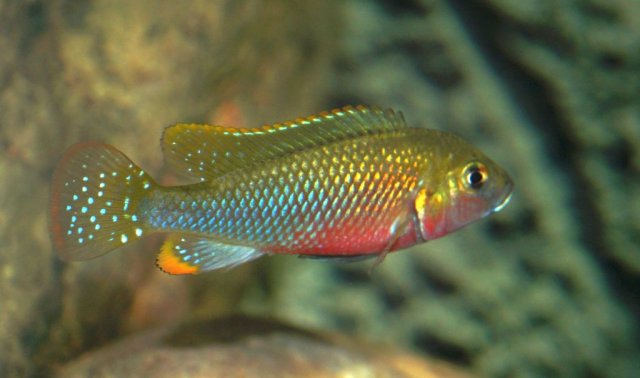 Lufubuchromis relictus | MonsterFishKeepers.com