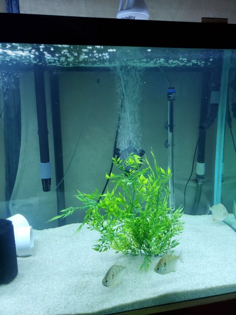 DIY EHEIM 2262 IN AND OUT | MonsterFishKeepers.com
