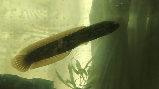 Male or female channa asiatica? | MonsterFishKeepers.com