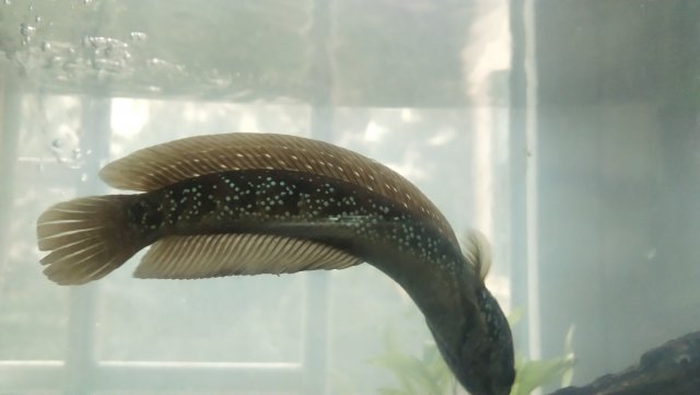Male or female channa asiatica? | MonsterFishKeepers.com